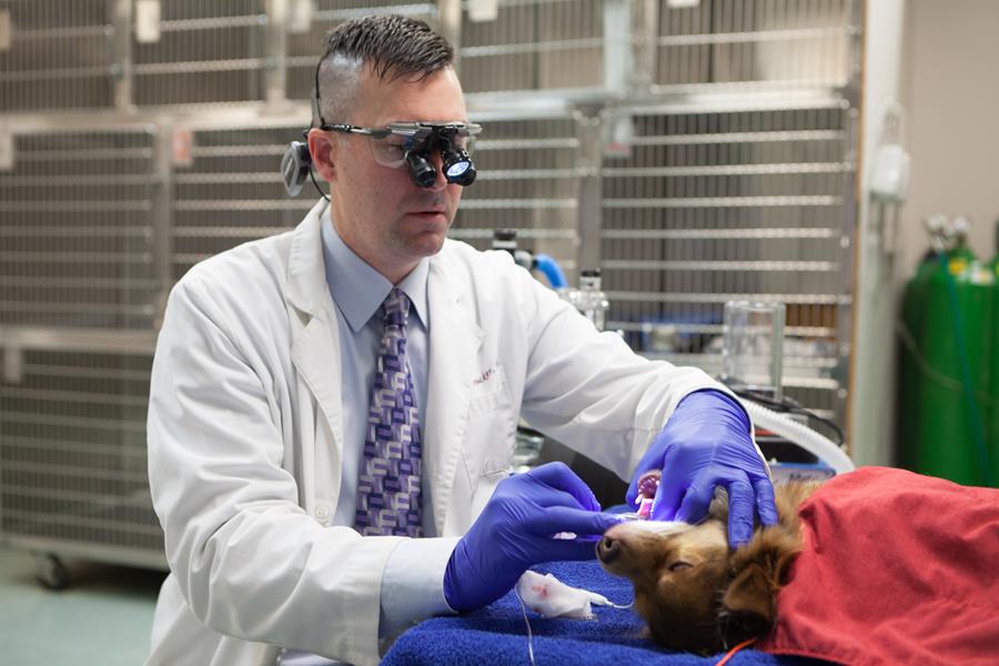 Root Canal Treatment For Dogs and Cats: Saving Important Teeth ...